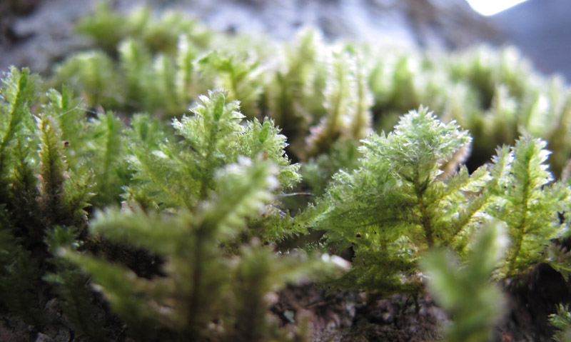 Squirrel's View: Moss at Cathedral State Park and the surrounding area