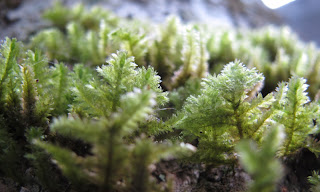 Squirrel's View: Moss at Cathedral State Park and the surrounding area