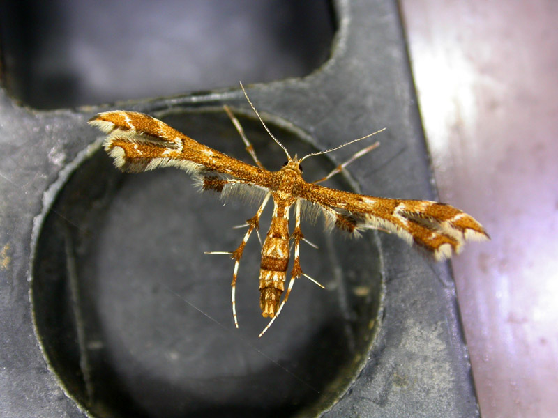 Squirrel's View: Unusual Shaped Moths