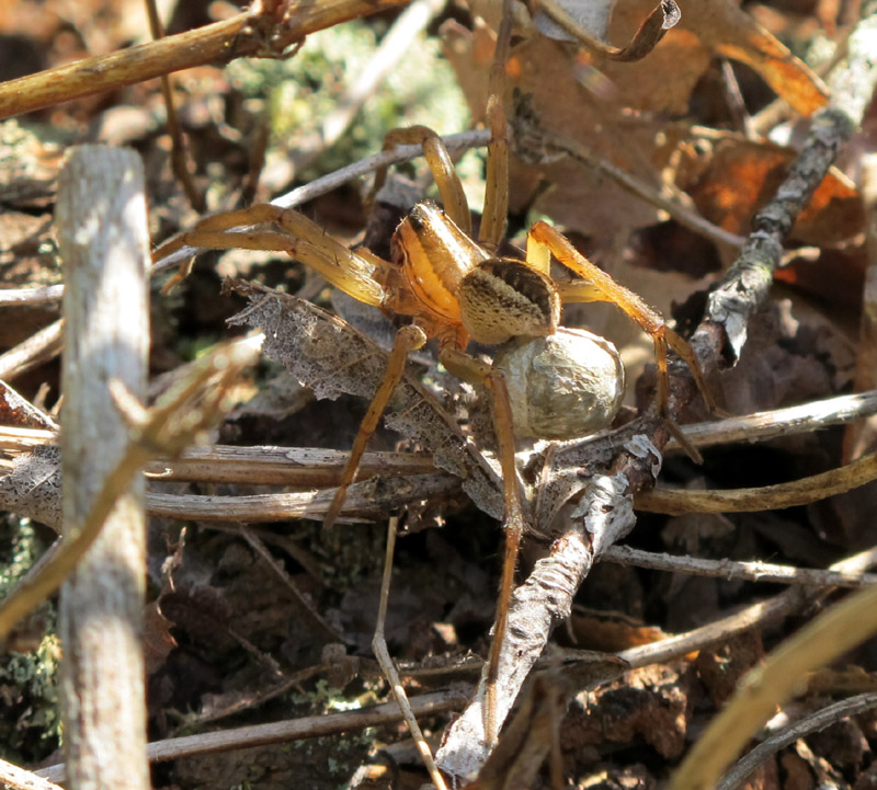 Squirrel's View: Spider Egg Sacs