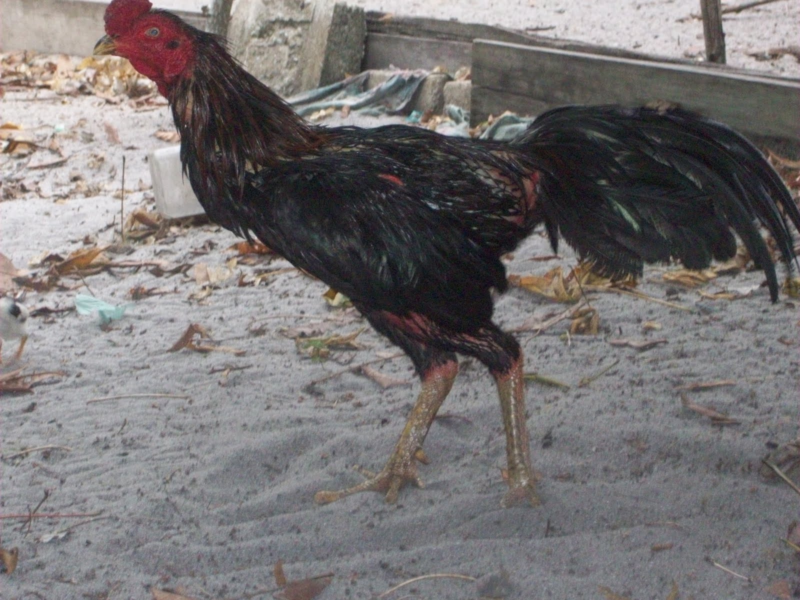 Ternakan Ayam Piru dan Ayam Kampung