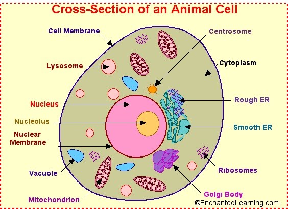 The Living Environment Regent/Review/Prep/Cheat Sheet: Cell Organelles ...