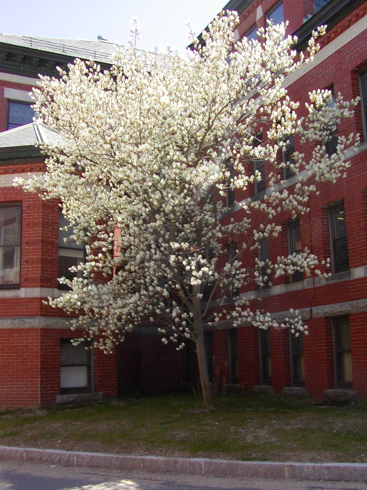 DPL News & Views: Best Plants for New Hampshire Landscapes