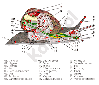 Planeta Caracol: Partes de un caracol de Tierra
