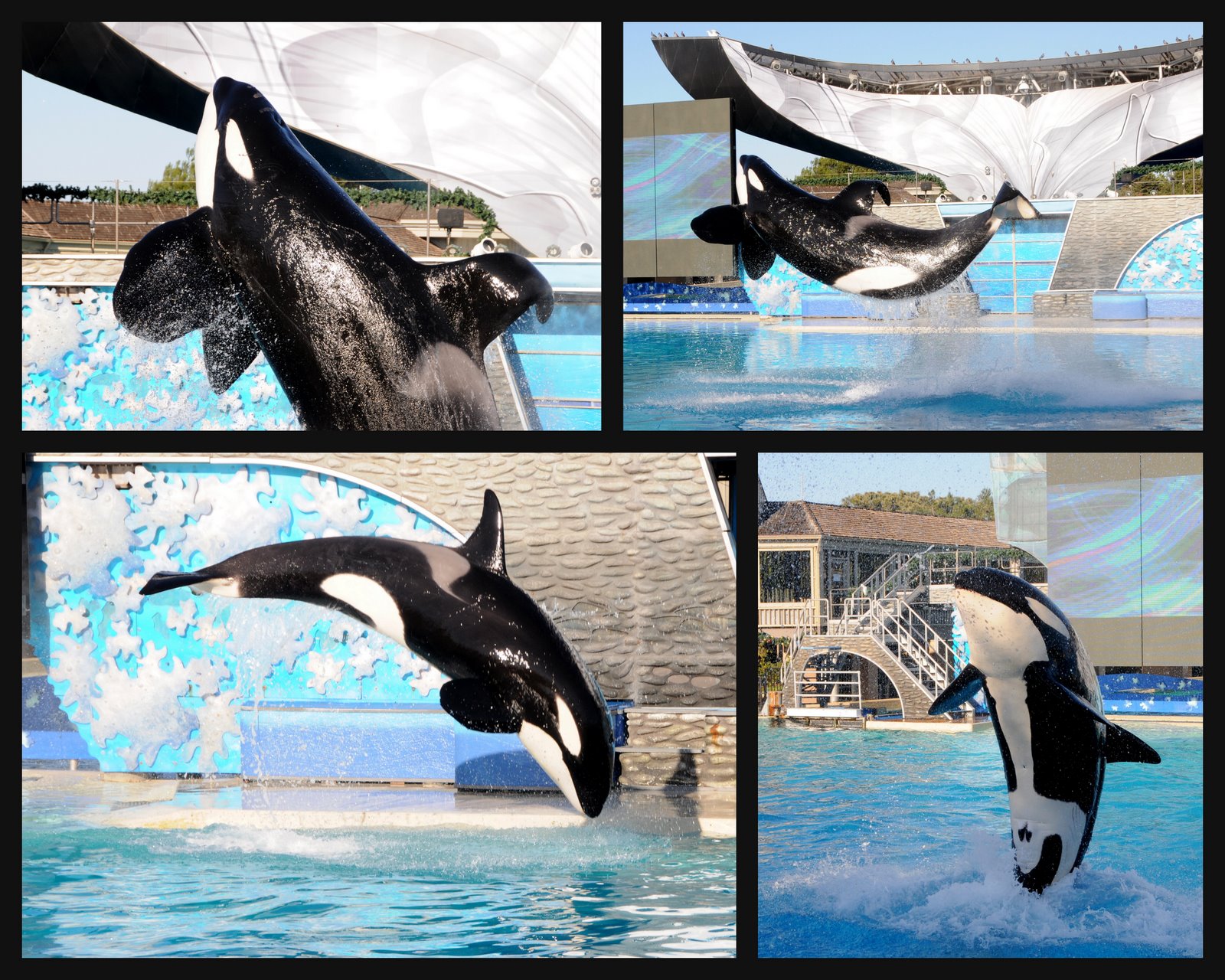 Singing and Spinning: The Shamu Show...