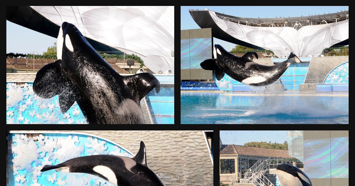 Singing and Spinning: The Shamu Show...