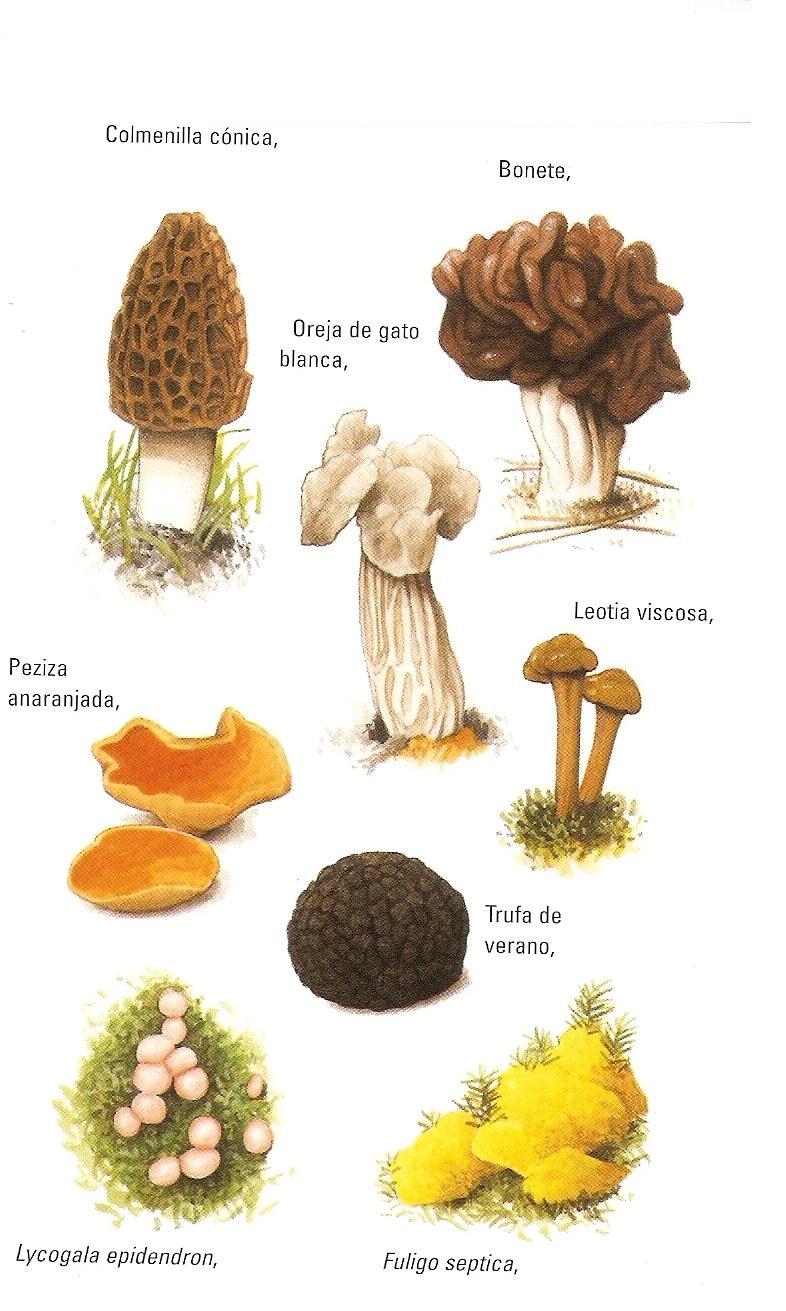 Curso de Hongos Comestibles: Biología de los Hongos