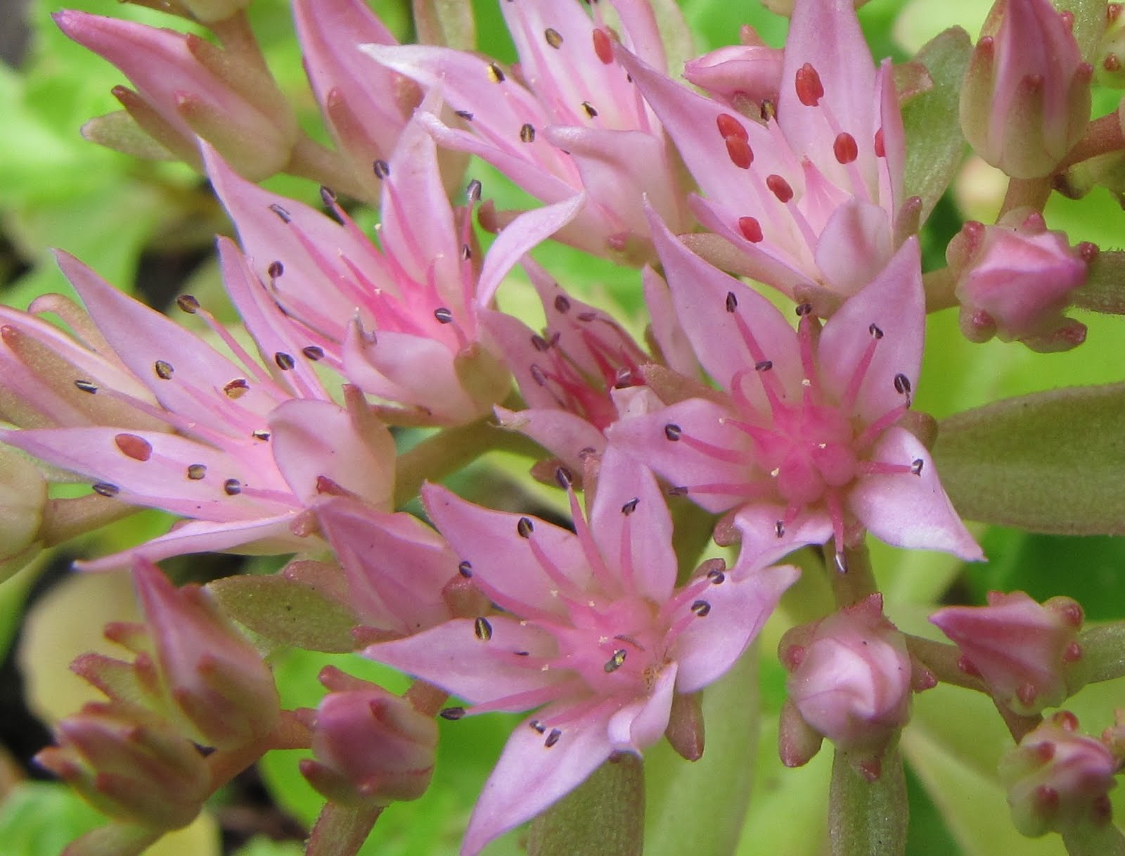 Beta Tauri: Peak Groundcover Performance