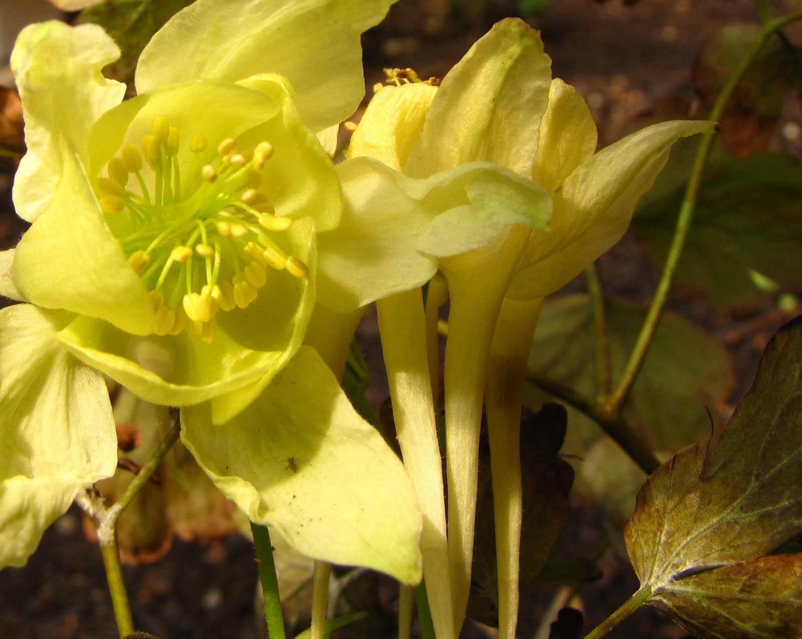 Beta Tauri: K-Mart Rescue Misson