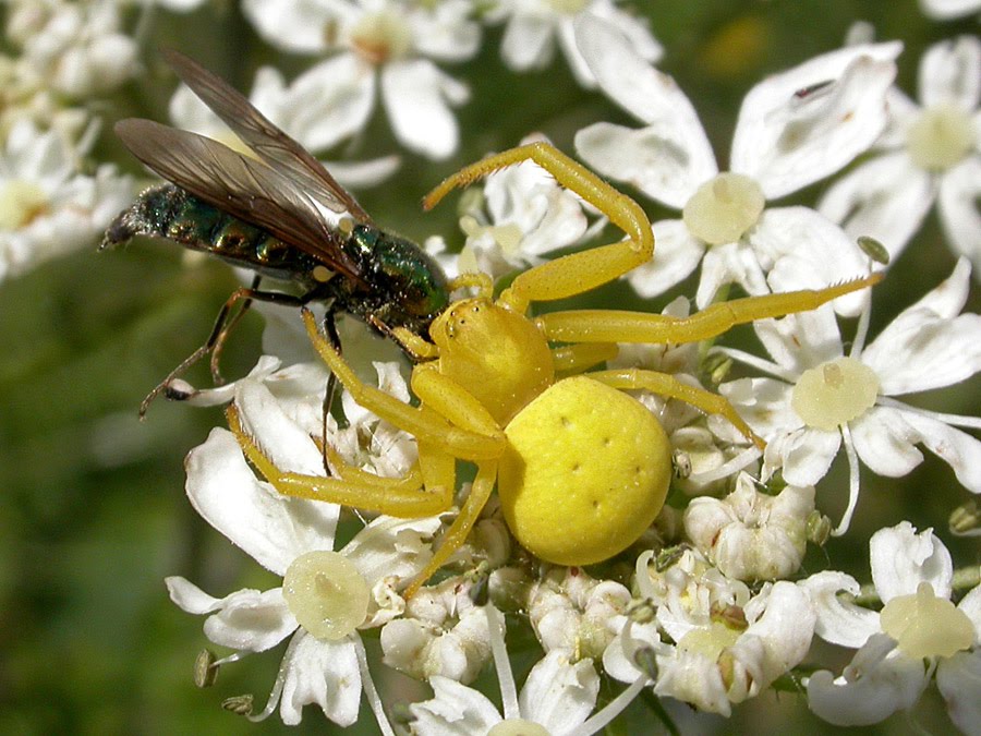 WildlifeTring: Crab Spider