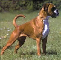 All Like An Opera: European Dogs vs. American Dogs, Round 2