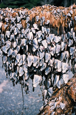 The Other 95%: Barnacle Evolution: A Tribute to Alan J. Southward (1928 ...