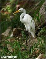 BIODIVERSIDAD: LA BIODIVERSIDAD DE TABASCO