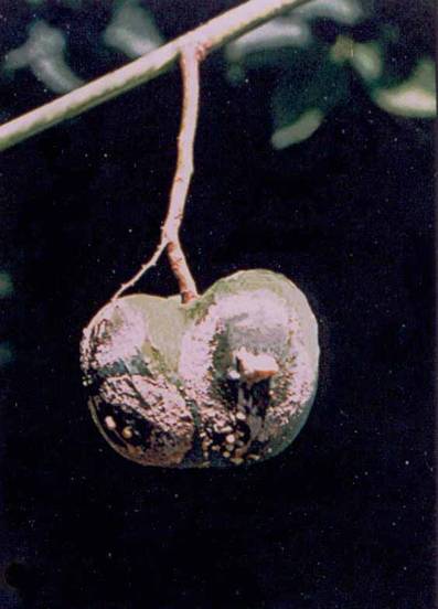 Rubber Diseases: Rubber Diseases