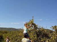 Blue Ridge Blogger: Picking Apples - Blue Ridge Mountain style