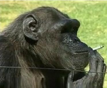 Blog do M@rcondes: Chimpanzé fumante morre aos 52 na África do Sul