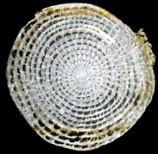 (DOCX) 4. Foraminifera Besar Gofinda - DOKUMEN.TIPS