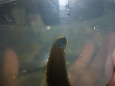 Animal Paradise: Asian Medicinal Leech (Hirudinaria manillensis)