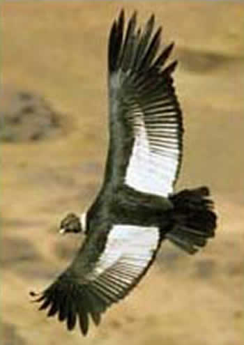 Animales en Peligro de Extincion en Venezuela: El Cóndor: