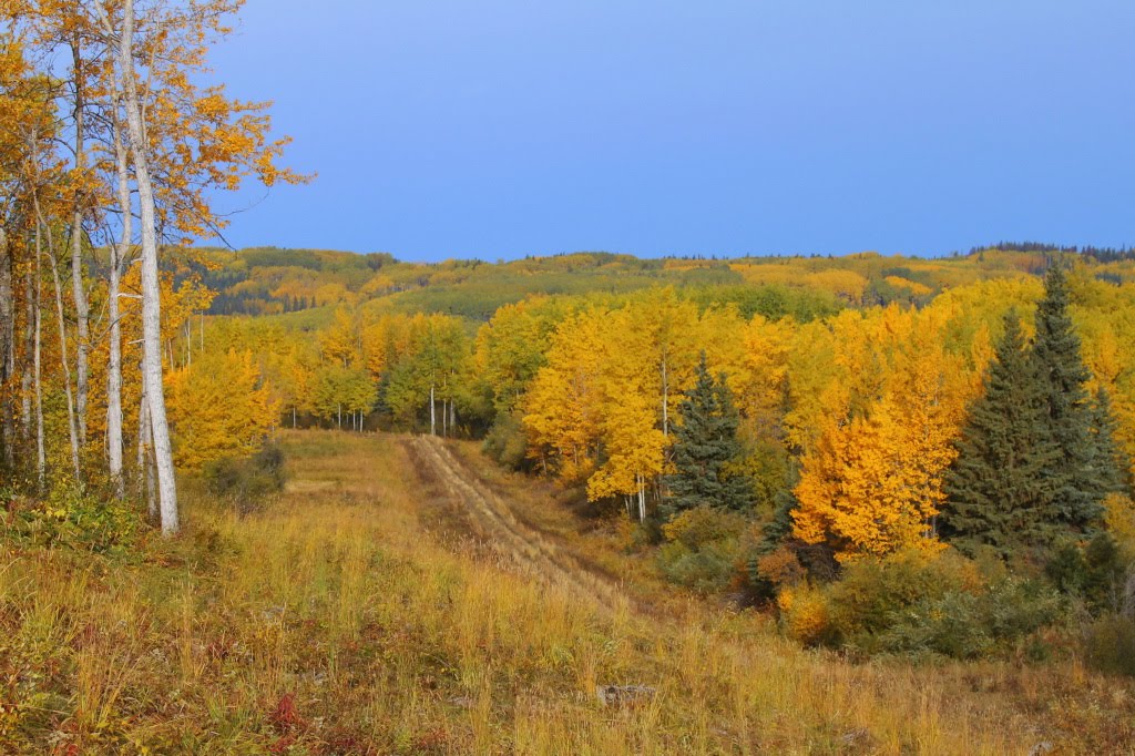 LOVE WHAT IS - Laughter, Compassion, Honouring: Fall colours near ...