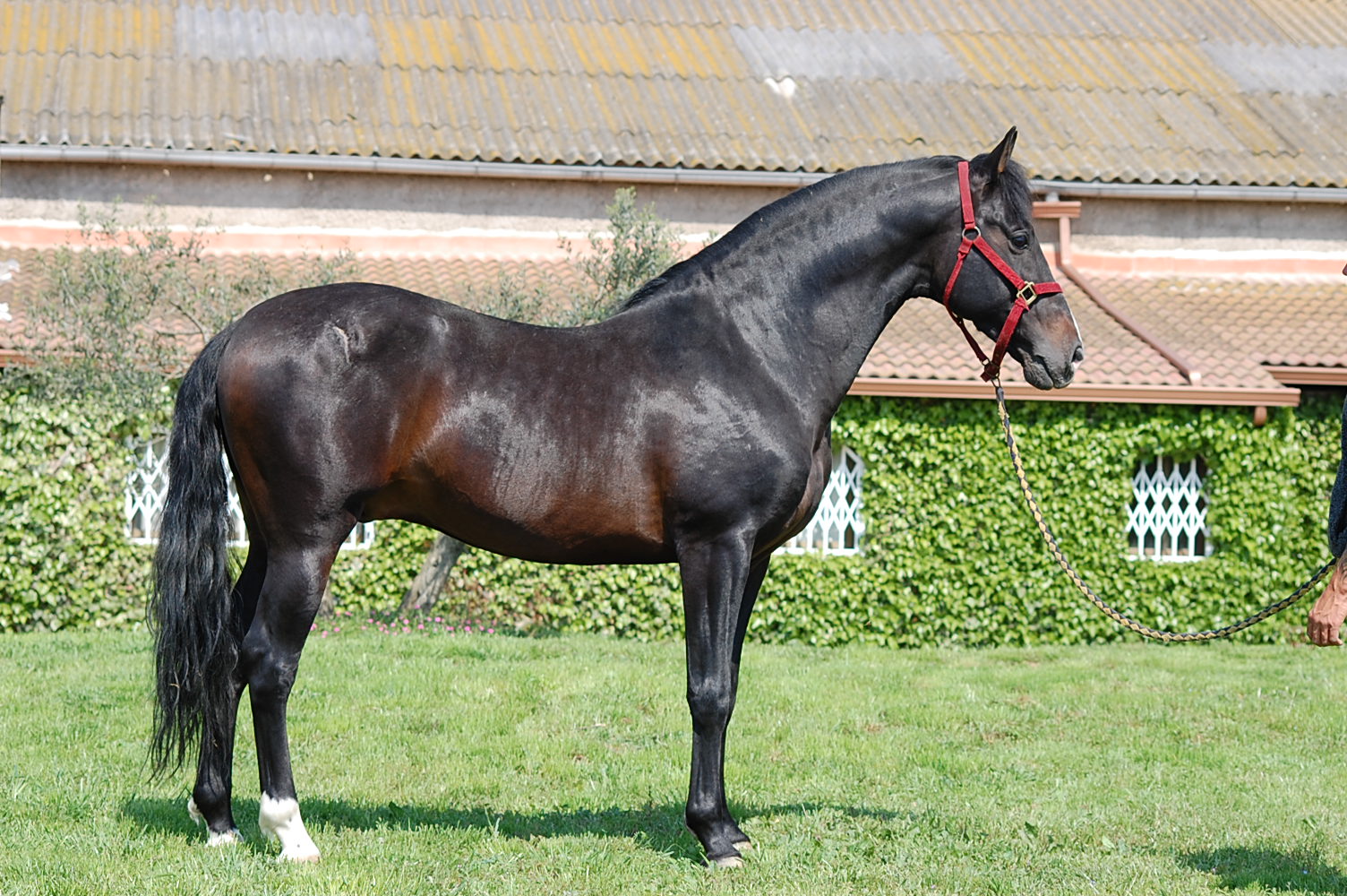 Caballos de Pura Raza Española - Andalusian Horses