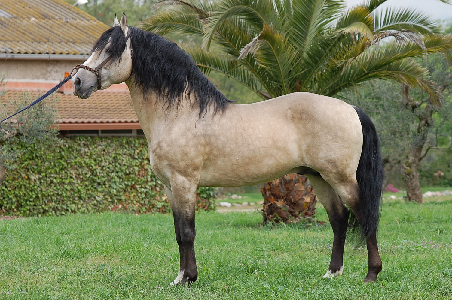 Caballos de Pura Raza Española - Andalusian Horses