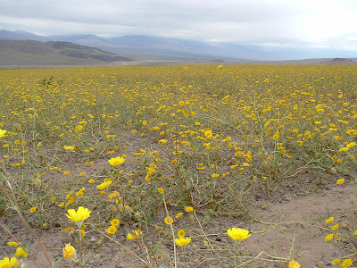 Edge of the Mirage: Part I--Death Valley 2005--a hundred year bloom
