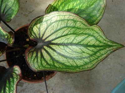 ohiPPo's backyard: Caladiums