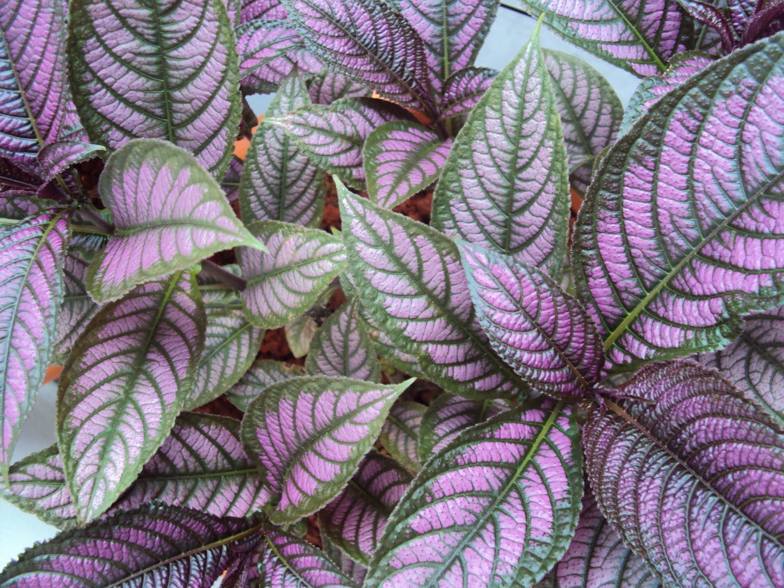 ohiPPo's backyard: Persian Shield