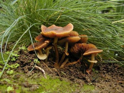 a.arman weblog: Toxic Mushrooms, All are deadly
