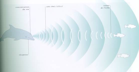 Pillole di Scienza: TWIPS, il nuovo sonar ispirato dai delfini