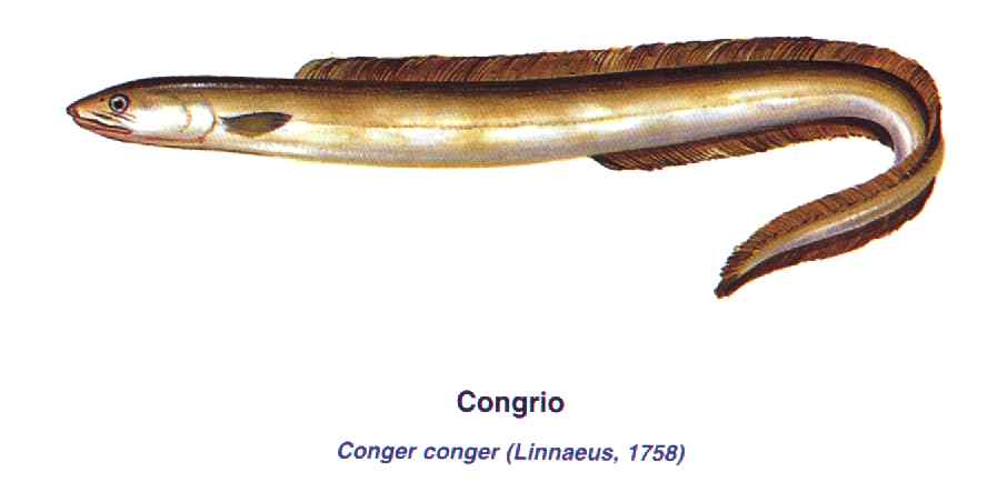 EL SÓTANO sociedad gastronómica: Caldillo de congrio