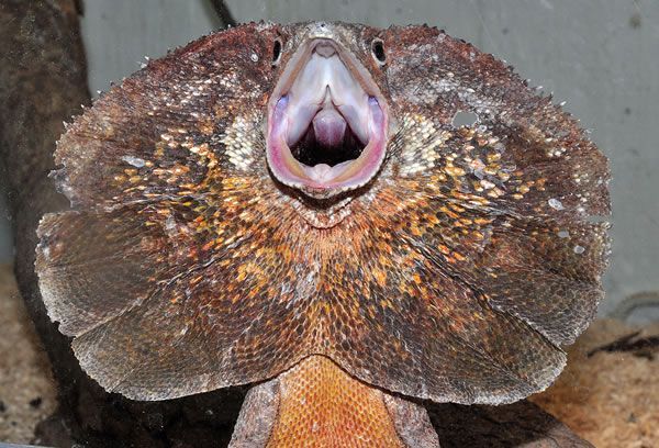 WEIRD NEWS: Amazing Mutant Animals