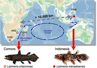 Indonesian coelacanth - Alchetron, The Free Social Encyclopedia