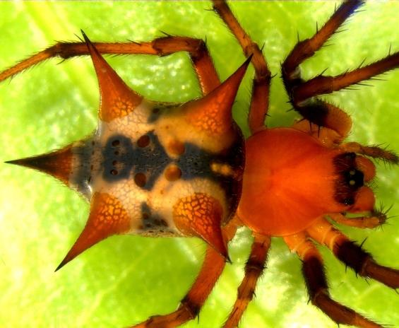 Aracnídeos: FOTOS