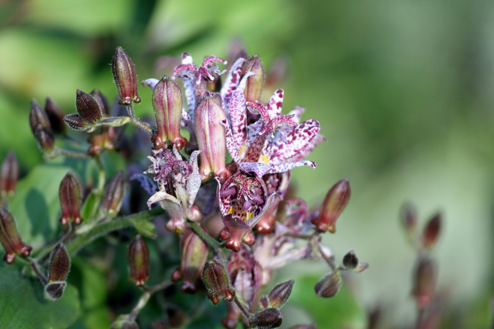 One Plant at a Time: When is a "Toad" not a "Toad" -When it's a "Toadlily".
