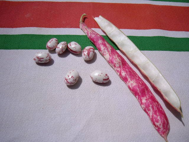 Boulder Fall Colors: Borlotti Bean Patch