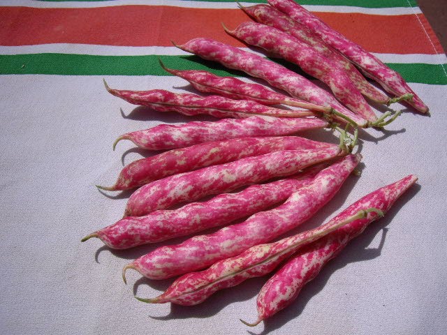 Boulder Fall Colors: Borlotti Bean Patch