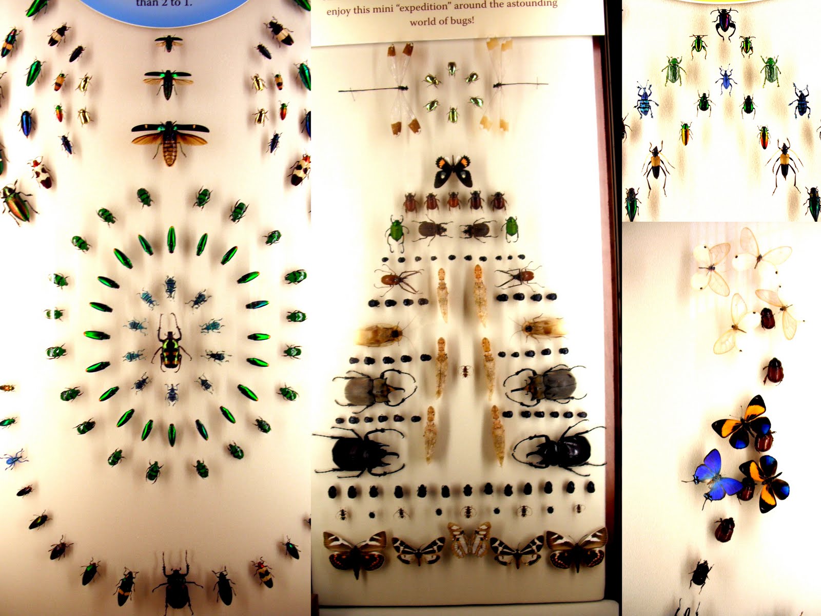 Cottrell Family: Insectarium