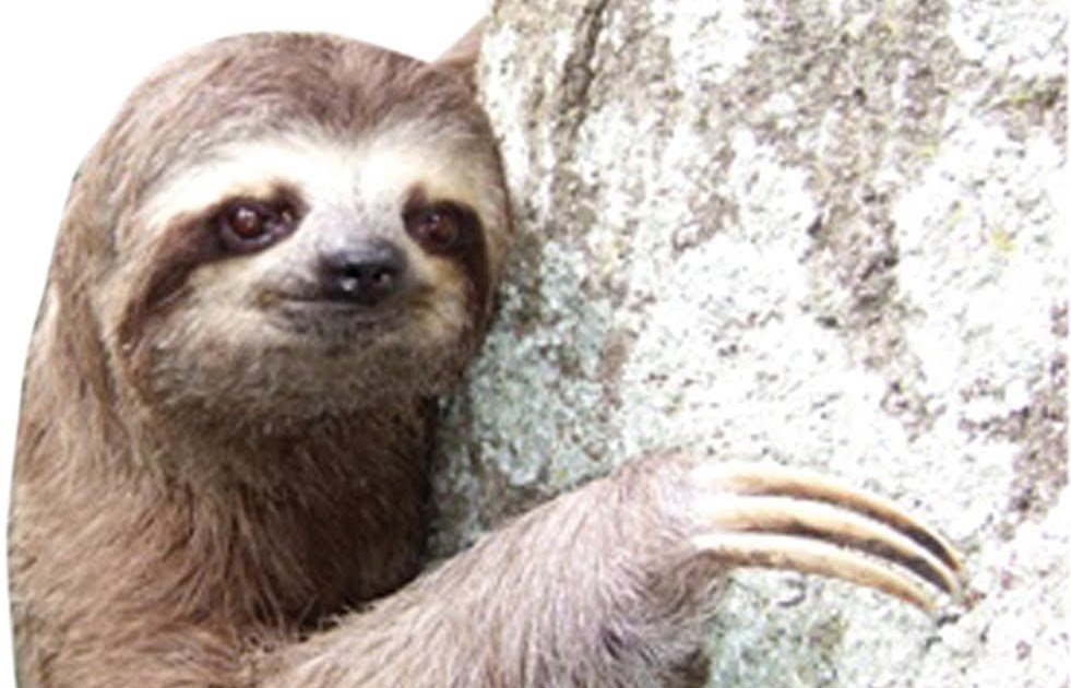 El blog del Club Estrellitas: ¿Cuál es el animal más lento del mundo?