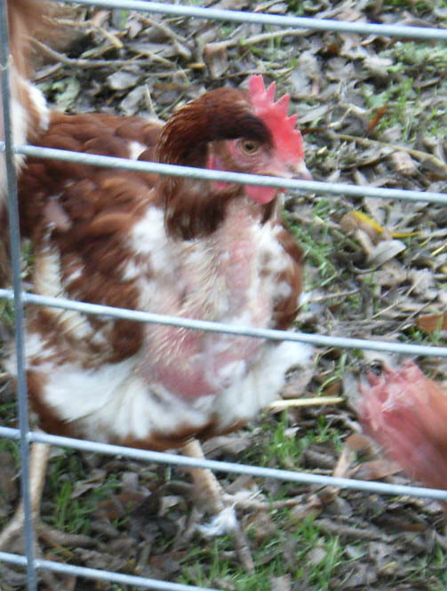 HawthorneC: My Chooks (Chickens)