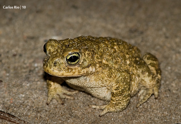 Fão Natural...: Sapo-corredor