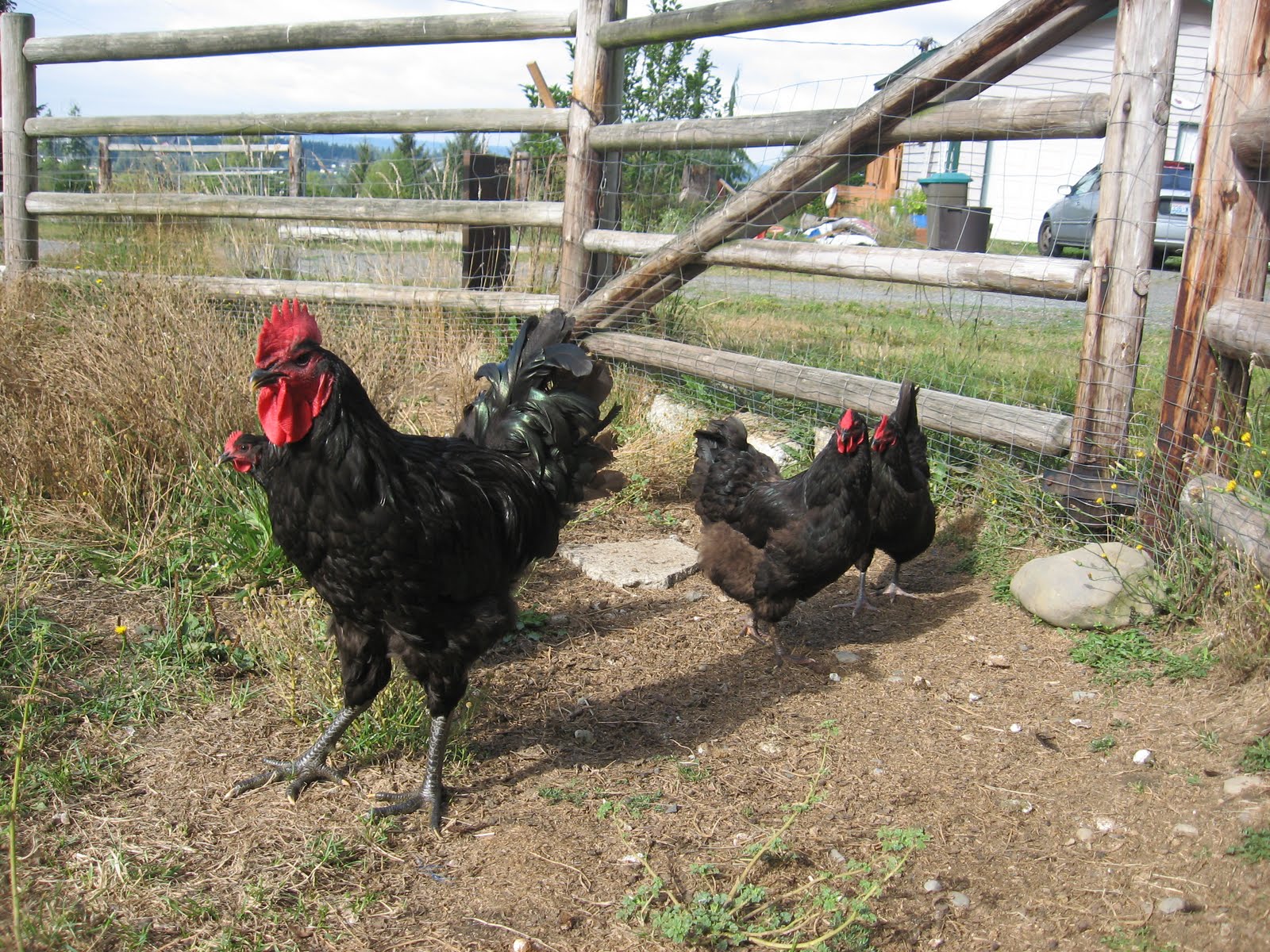 Three Lakes Farm: Breeders and Chicks