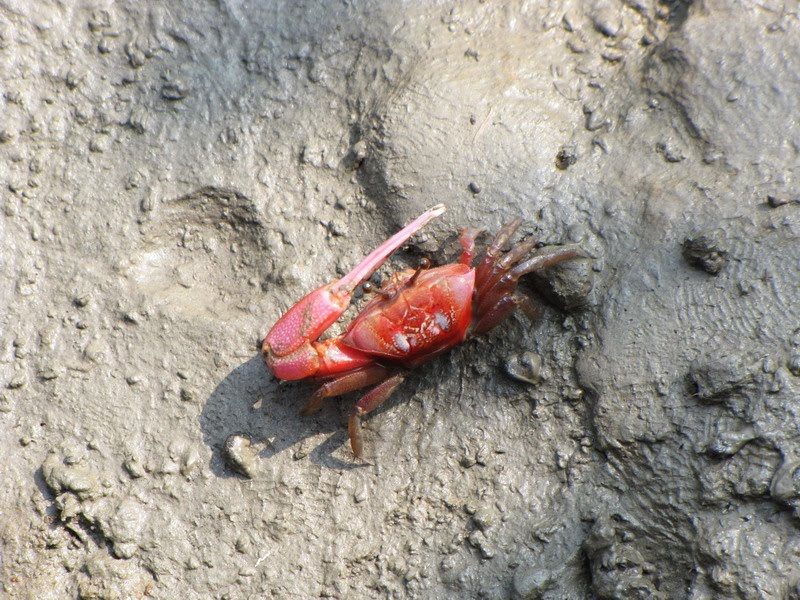 Doro's Animal World: Red Crab