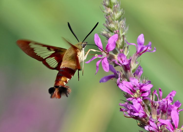 Doro's Animal World: Hummingbird Clearwing Moth