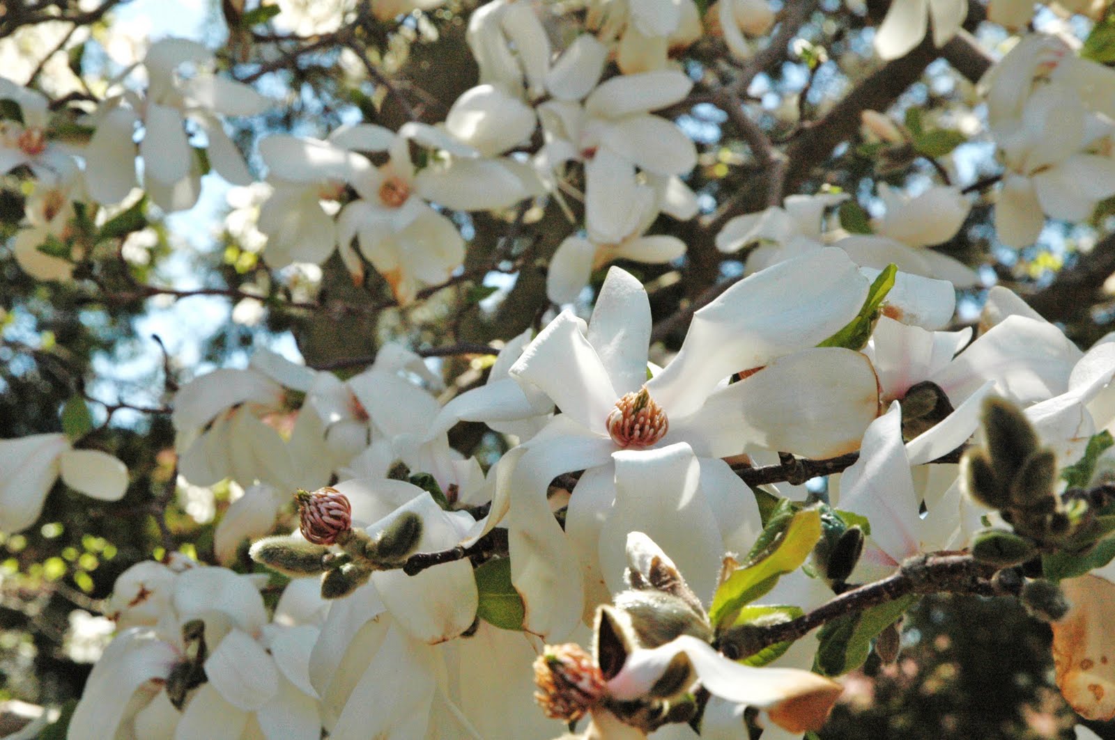 Collins Gifts: Spring Trees & Flowers