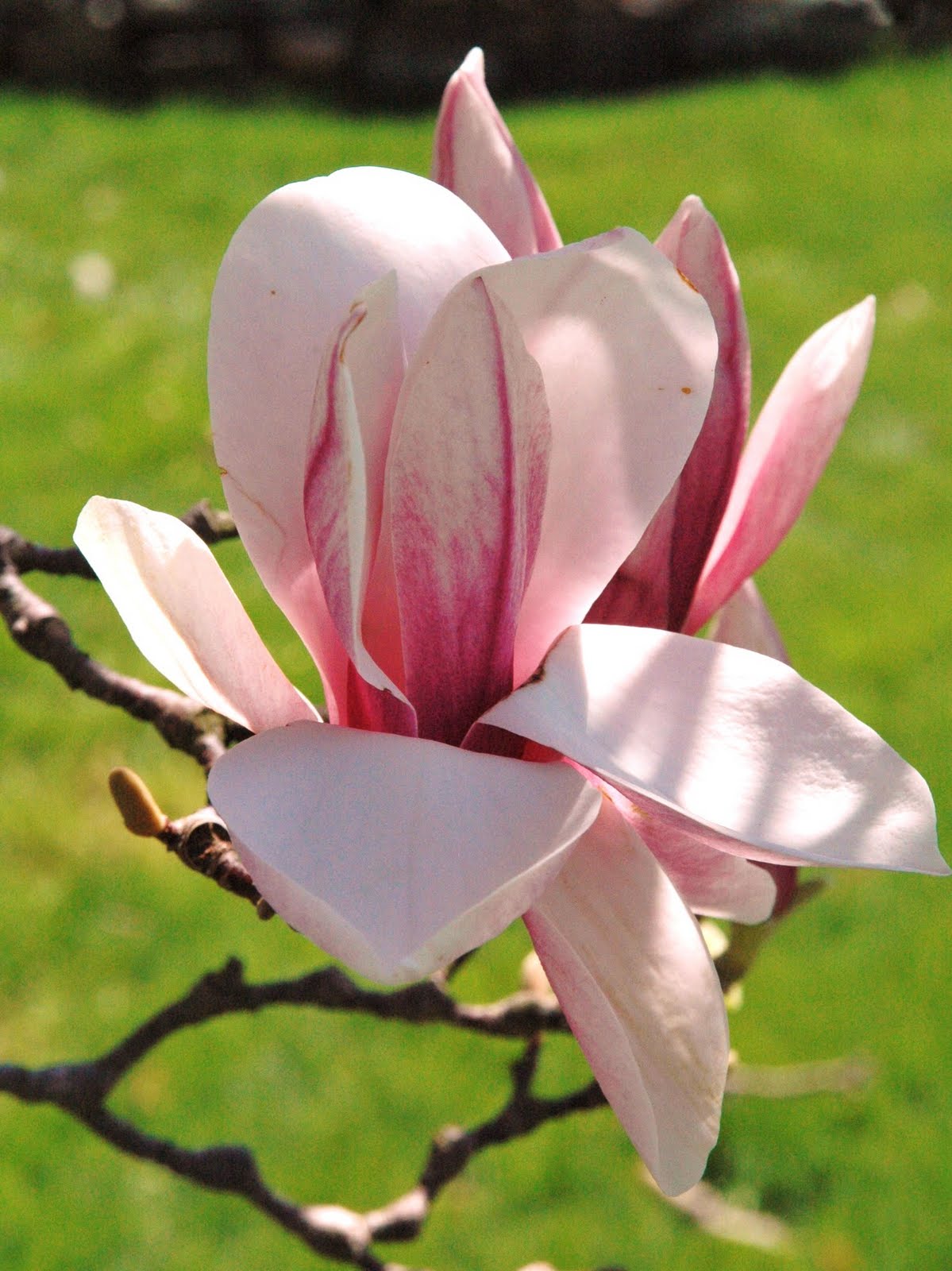 Collins Gifts: Spring Trees & Flowers