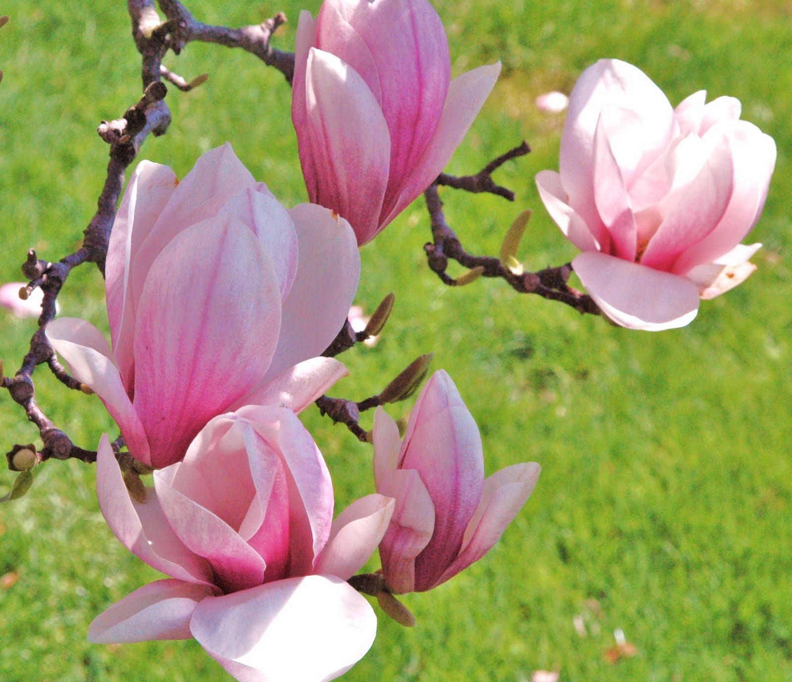 Collins Gifts: Spring Trees & Flowers