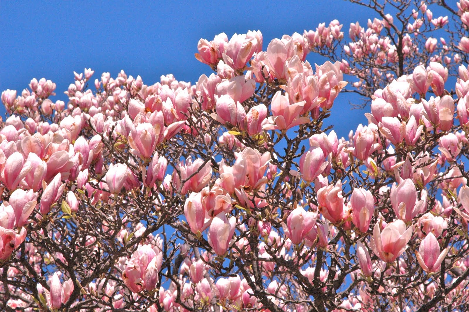 Collins Gifts: Spring Trees & Flowers