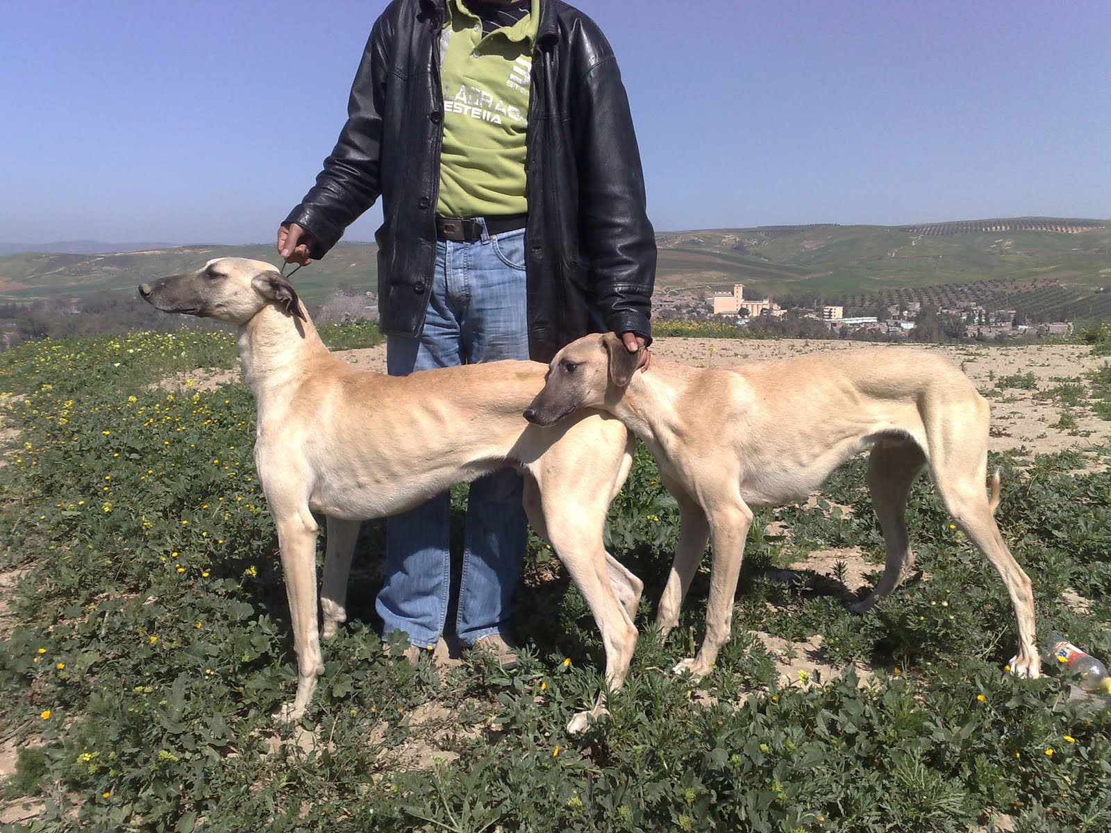 sloughi algerien: sloughi algérien